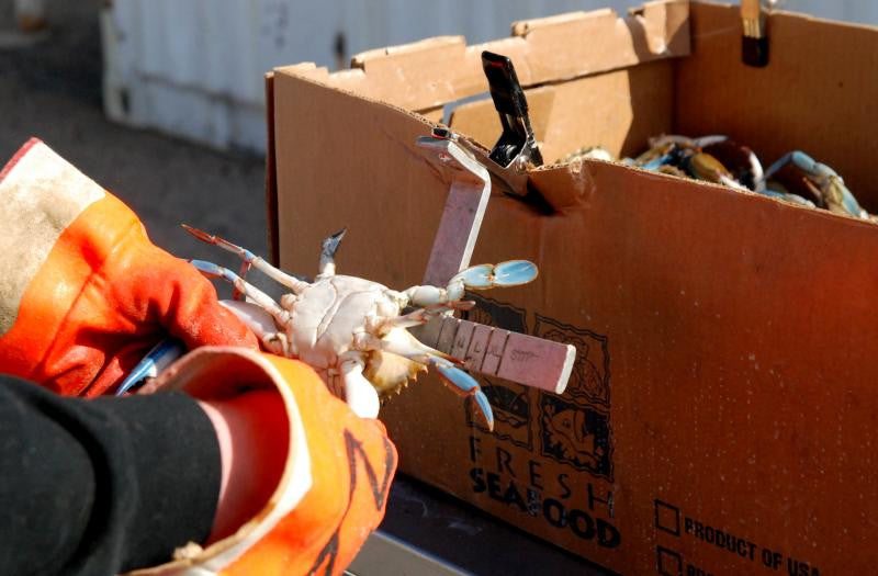 LIVE - Blue Crabs by the 1/2 Bushel – Crab Depot